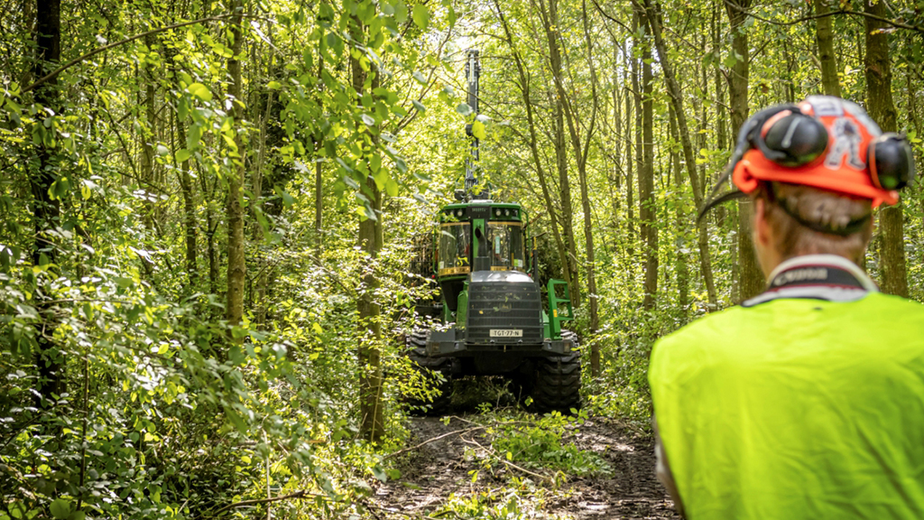 Bomen in Bentwoud worden gekapt: ‘Ontstaat meer ruimte voor ...