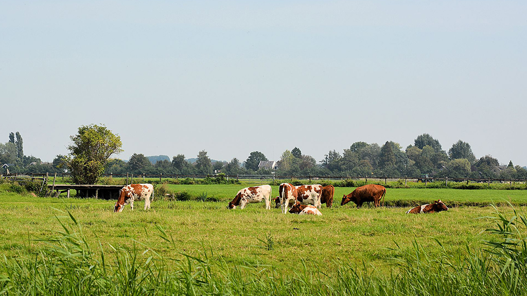 Boeren in het noorden van het Groene Hart zien beleid Rijksoverheid als ...